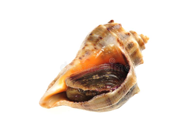 Live conch stock image. Image of food, dinner, shellfish - 15360975