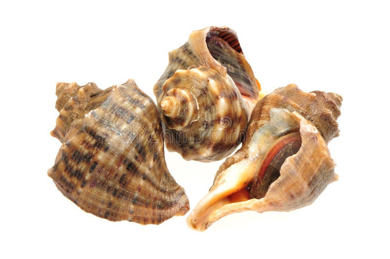 Beautiful live conch stock image. Image of shellfish - 124470047