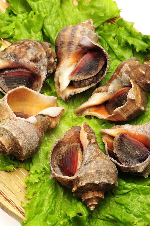 391 Live Conch Stock Photos - Free & Royalty-Free Stock Photos from ...