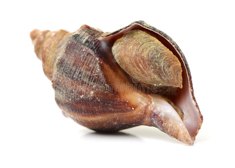 Live conch stock image. Image of dinner, steamed, saltwater - 124945099