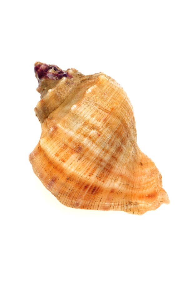 Live conch stock image. Image of conch, market, dinner - 126827987