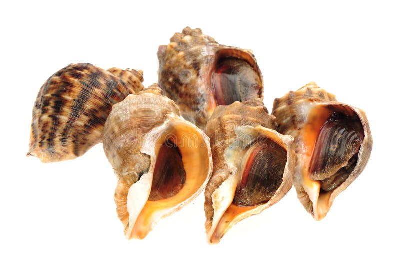 Live conch in the market stock image. Image of life, compact - 61834267