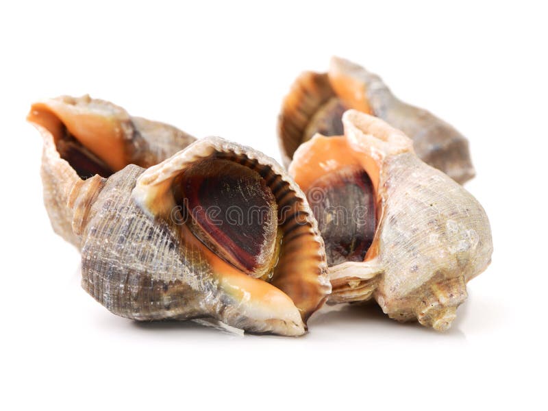 Live conch stock image. Image of background, tasty, restaurant - 104215457