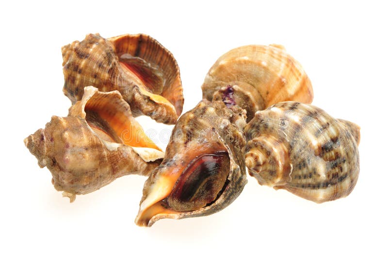 Live conch stock image. Image of food, dinner, shellfish - 15360975