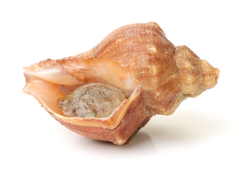 Live conch stock photo. Image of shellfish, plate, yellow - 116307980