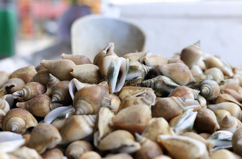 Live conch in the market stock image. Image of life, compact - 61834267