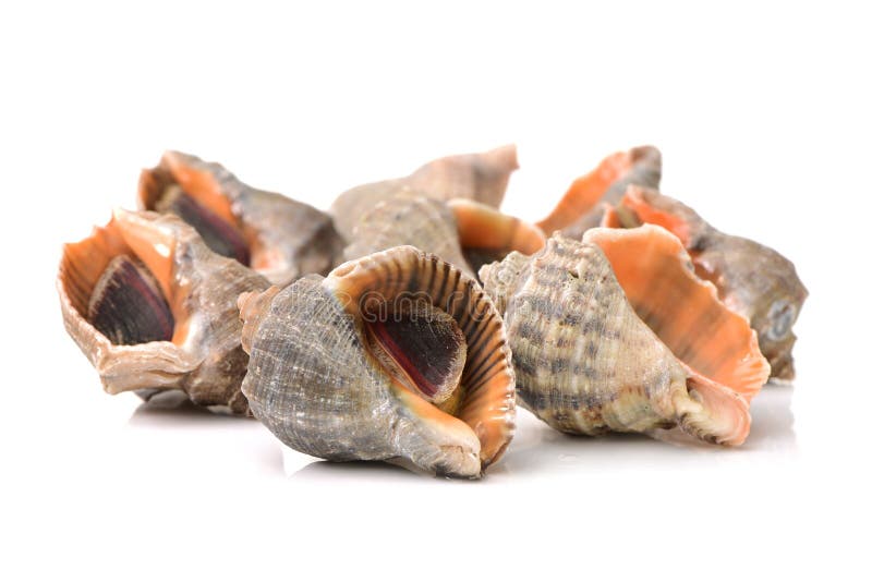 Live conch stock image. Image of saltwater, copy, market - 60630185