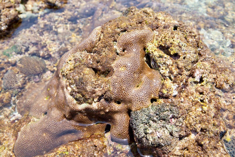 Live Coral at Low Tide. Soft Corals Stock Image - Image of life, stone ...
