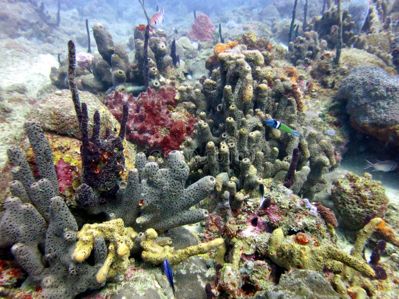 Live Coral Reef stock photo. Image of ocean, saltwater - 41935388