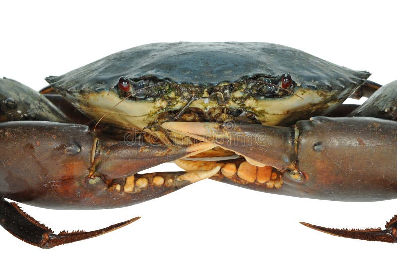 Live Crab stock image. Image of grip, claw, omnivores - 17079895