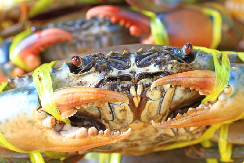 Live crabs for cooking stock photo. Image of seafood - 32583016