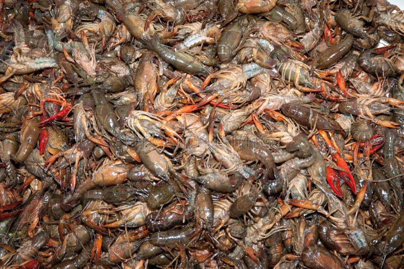 1,313 Live Crawfish Stock Photos - Free & Royalty-Free Stock Photos ...