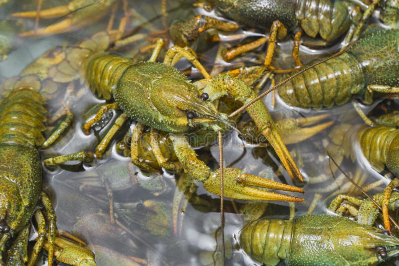 1,313 Live Crawfish Stock Photos - Free & Royalty-Free Stock Photos ...