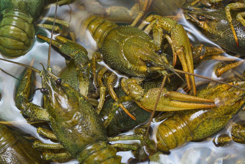 Live Crawfish Crawl in the Water Stock Photo - Image of wildlife, cook ...