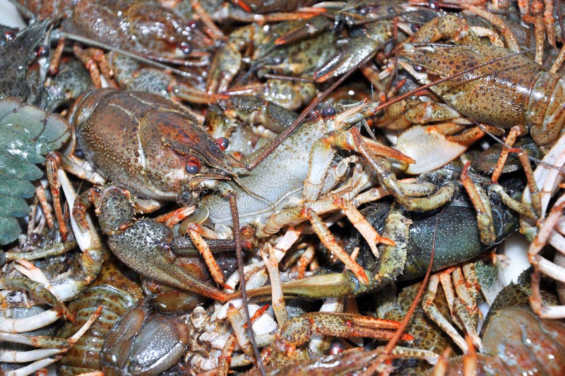 1,357 Live Crawfish Stock Photos - Free & Royalty-Free Stock Photos ...
