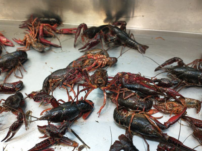 Live crawfish at market stock image. Image of crawdad - 219610323