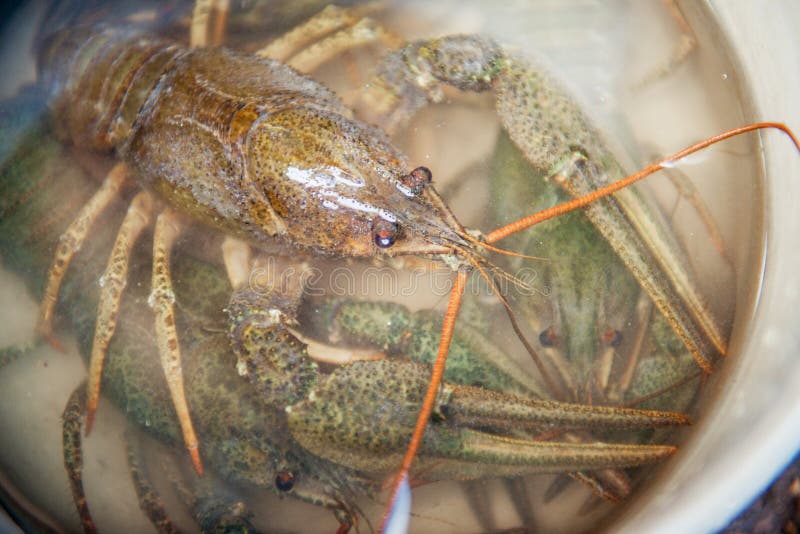 Live Crawfish Under the Water Stock Photo - Image of lake, antennules ...