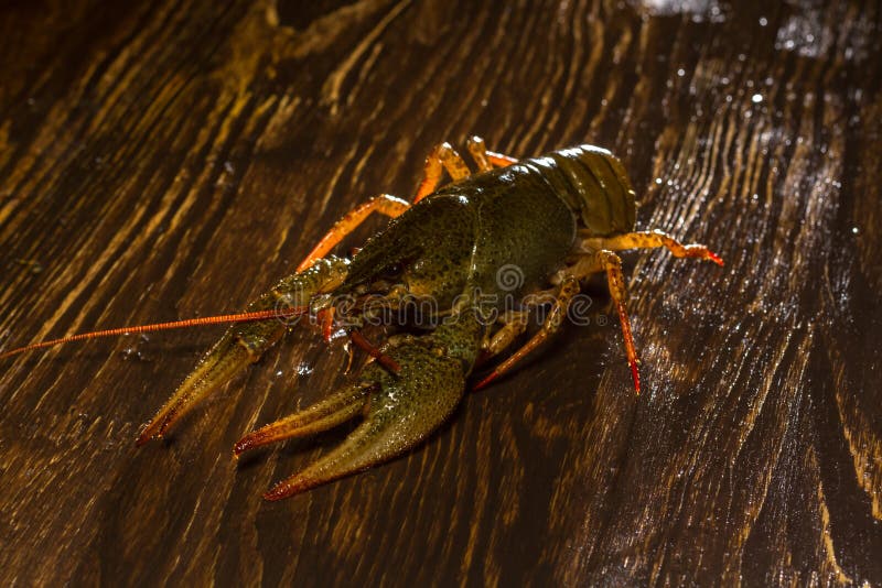 Live Crawfish on a Wooden Board Stock Image - Image of food, crayfish ...