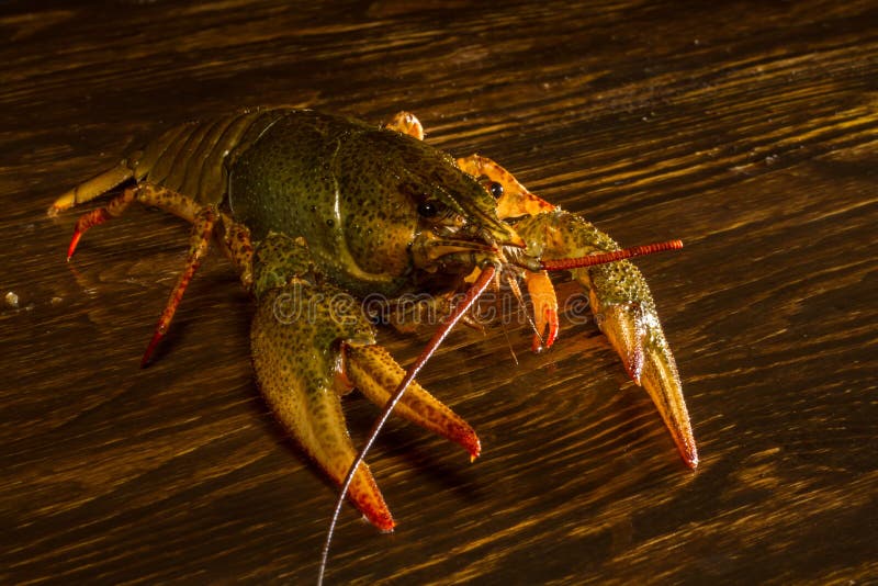 Live Crawfish on a Wooden Board Stock Image - Image of astacus ...