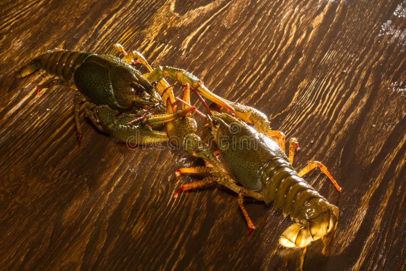 Live Crawfish on a Wooden Board Stock Photo - Image of carabus ...