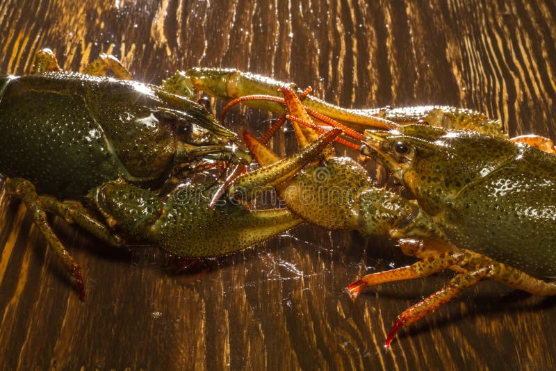 Live Crawfish on a Wooden Board Stock Photo - Image of beer, crayfish ...