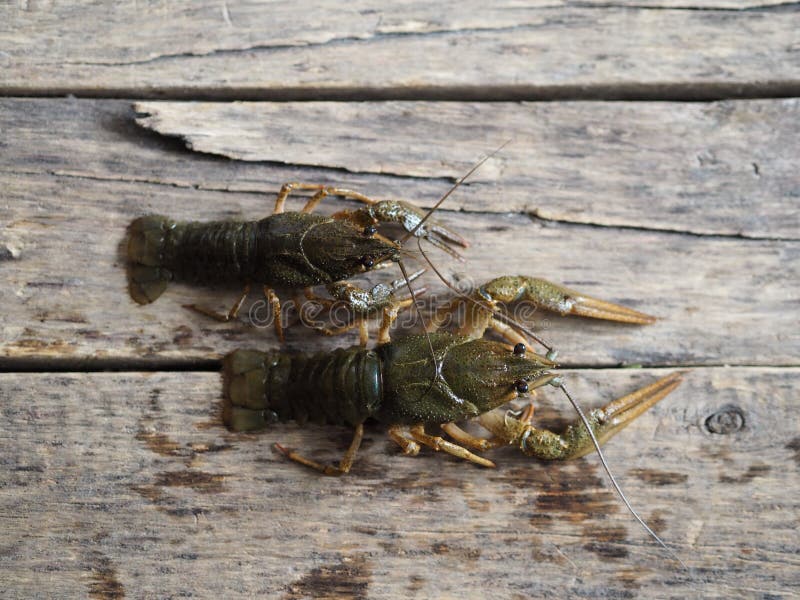 Crawling Crayfish stock image. Image of walking, marine - 54776605