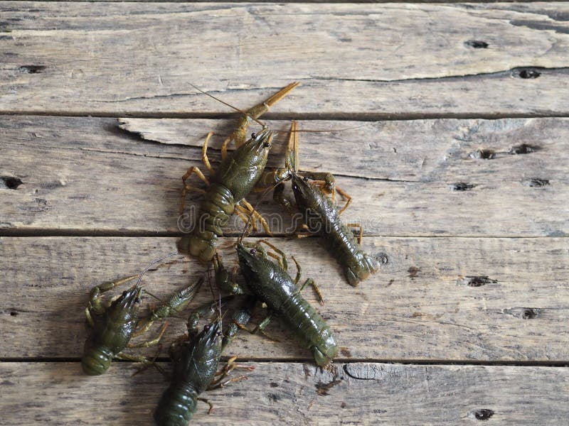 Crawling Crayfish stock image. Image of walking, marine - 54776605