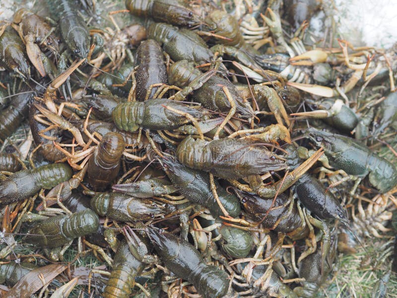 Crawling Crayfish stock image. Image of walking, marine - 54776605
