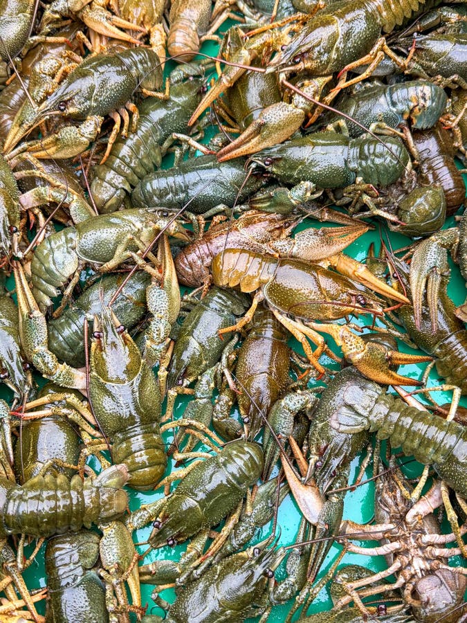 Live Crayfish As an Abstract Background Stock Image - Image of ...