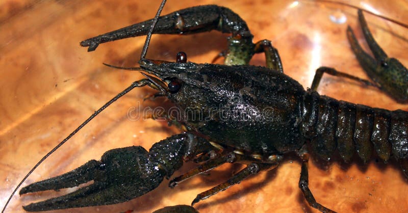 Live crayfish stock photo. Image of bucket, crayfish - 39386266