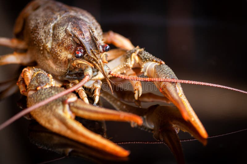 Live Crayfish Caught in Fresh Water Closeup Stock Photo - Image of ...