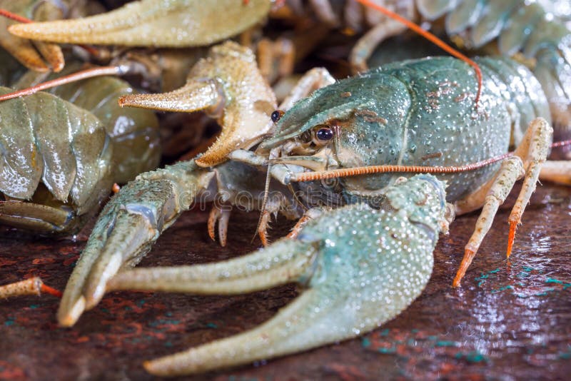 Live crayfish stock image. Image of nature, freshness - 43298611
