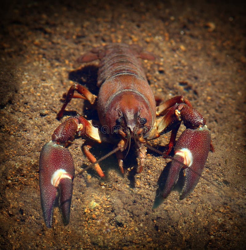 Live Crawdad with Pinchers Stretched Out Held Up by Hand Above Blurred ...