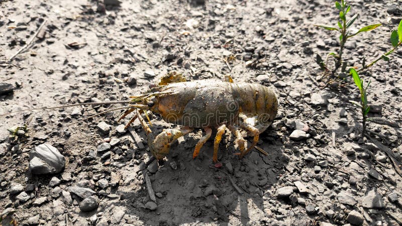 Live crayfish on earth stock photo. Image of live, crayfish - 155479160