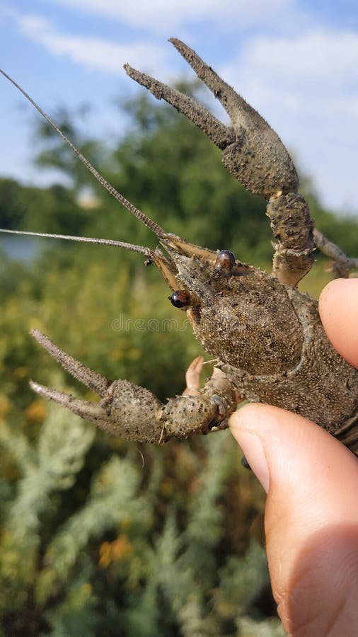 Live crayfish in hand stock photo. Image of closeup - 155479102