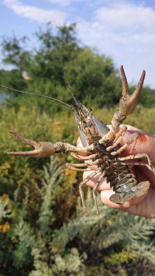 Live crayfish in hand stock photo. Image of claw, crayfish - 155479106