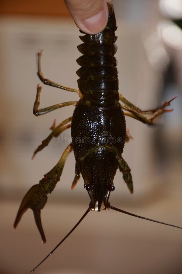 Live crayfish in hand stock image. Image of fingers - 124895537