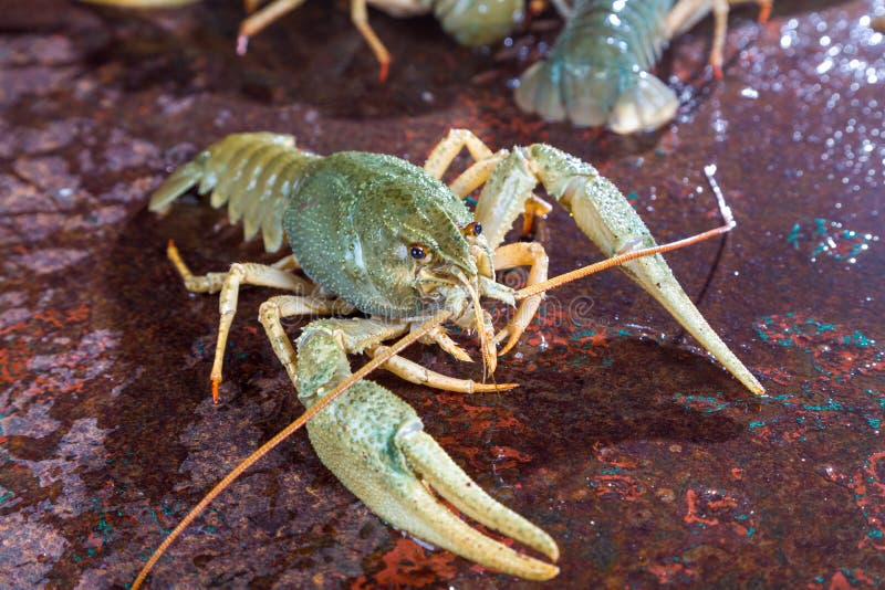 Live crayfish stock image. Image of crayfish, shell, invertebrate ...