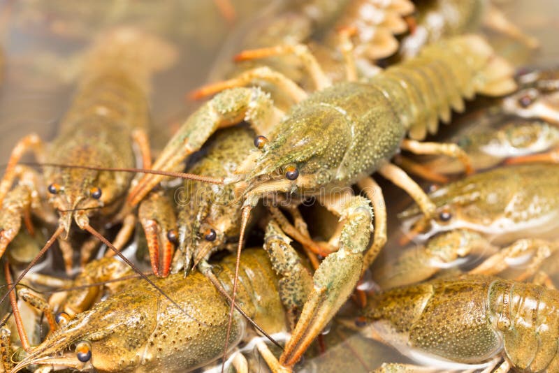 Live Crayfish in the Water As a Background Stock Photo - Image of river ...