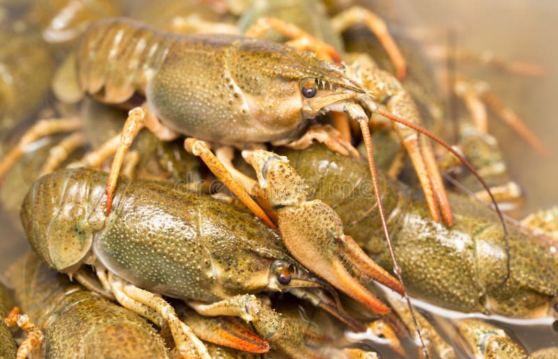 Live Crayfish in the Water As a Background Stock Image - Image of ...