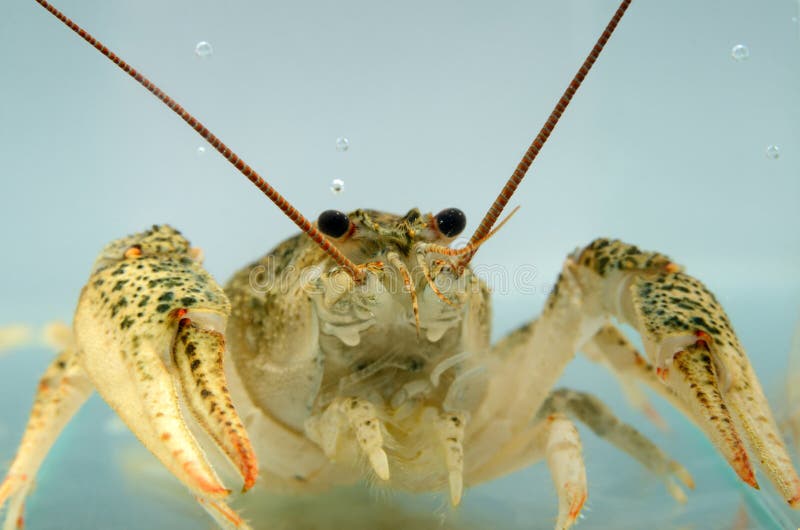 Live Crayfish in the Water Close Up. Freshwater Crustaceans Stock Image ...