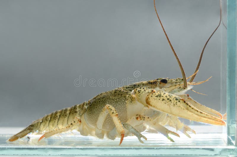 Live Crayfish in the Water Close Up. Freshwater Crustaceans Stock Image ...