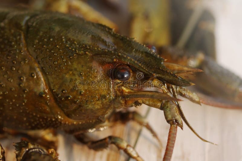 Live Crayfish on a Wooden Surface of a Table. Stock Photo - Image of ...