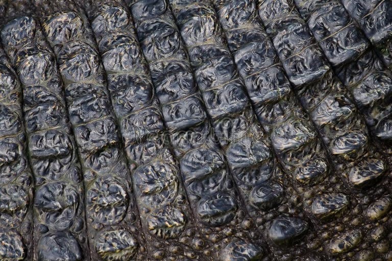 315 Gator Skin Pattern Stock Photos - Free & Royalty-Free Stock Photos ...