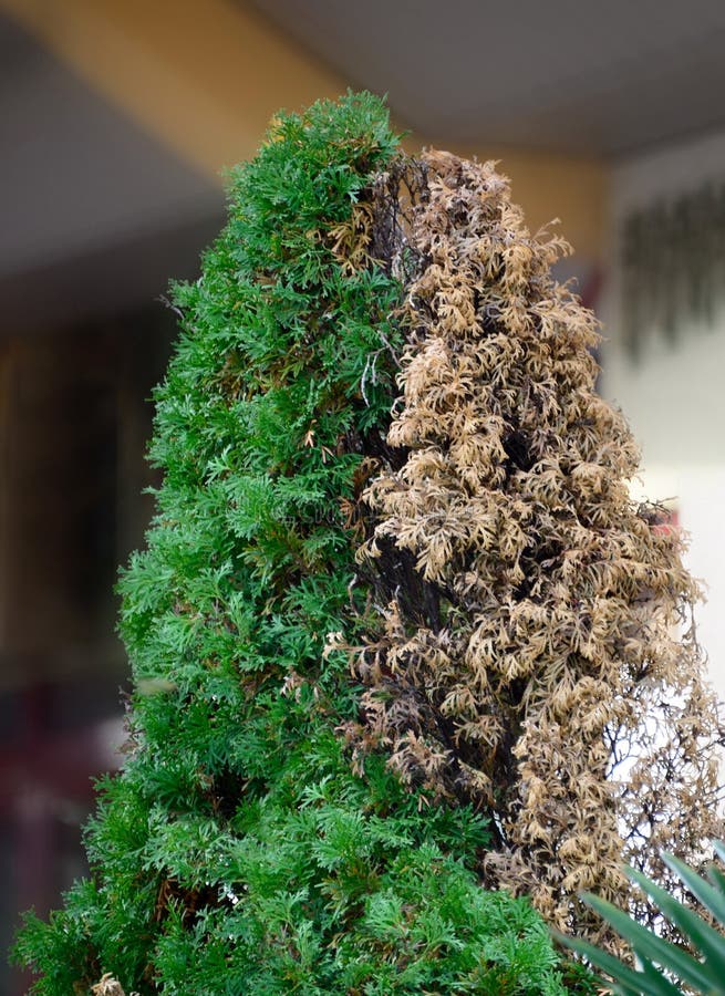 24+ Bad good tree tree Free Stock Photos - StockFreeImages