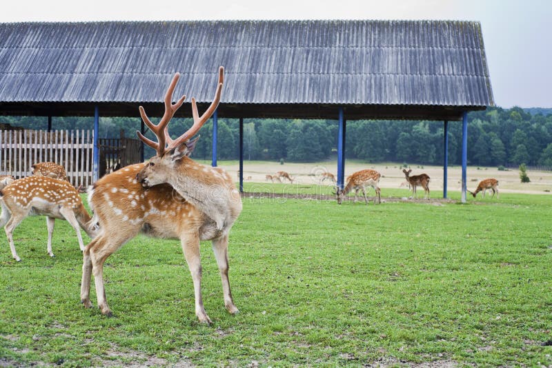 Live Deer on the Farm. Deer in the Wild. Stock Photo - Image of cute ...