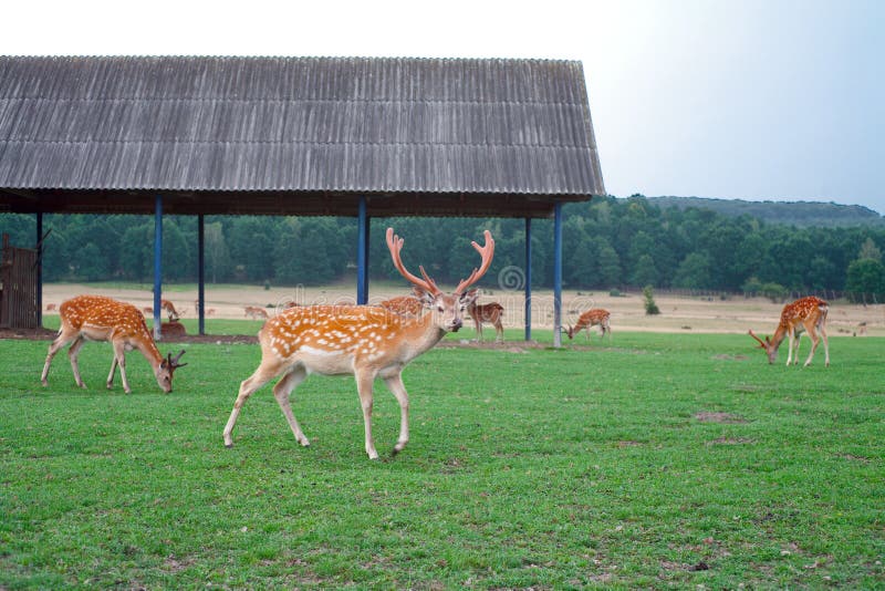 Live Deer on the Farm. Deer in the Wild. Stock Image - Image of herd ...