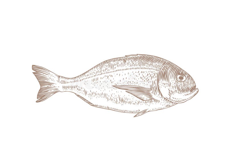 Dorado Fish, Vector Illustration, Flat Style, Side View Stock Vector ...