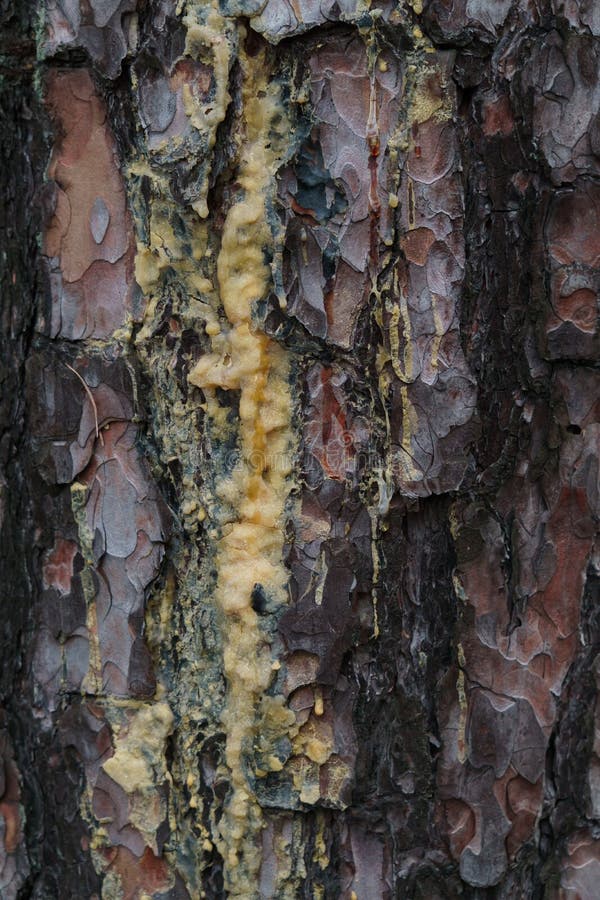 A Live Drops of Resin Flows Down the Bark of a Pine Tree Trunk Stock ...