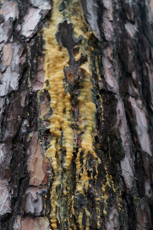 A Live Drops of Resin Flows Down the Bark of a Pine Tree Trunk Stock ...